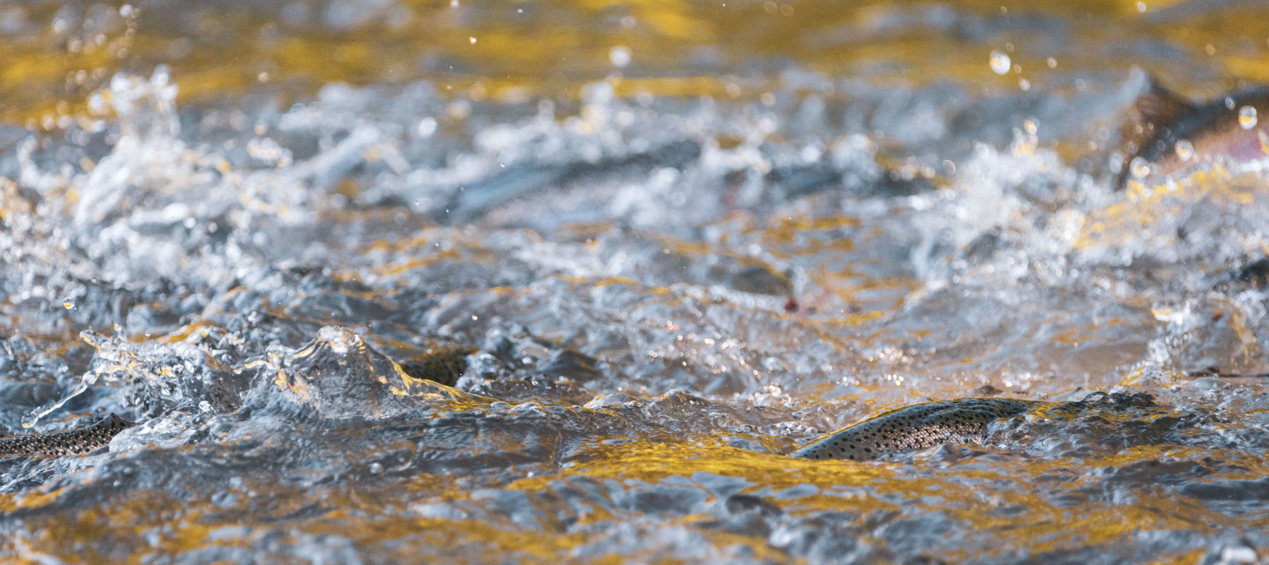 Cycle de production des truites - Pisciculture de Villette ...